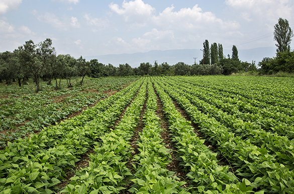 About – King Beans